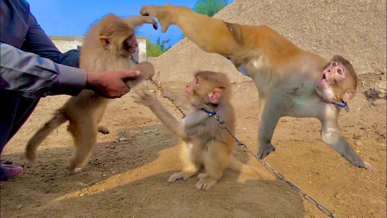 Monkey ki sharar Thani - YouTube