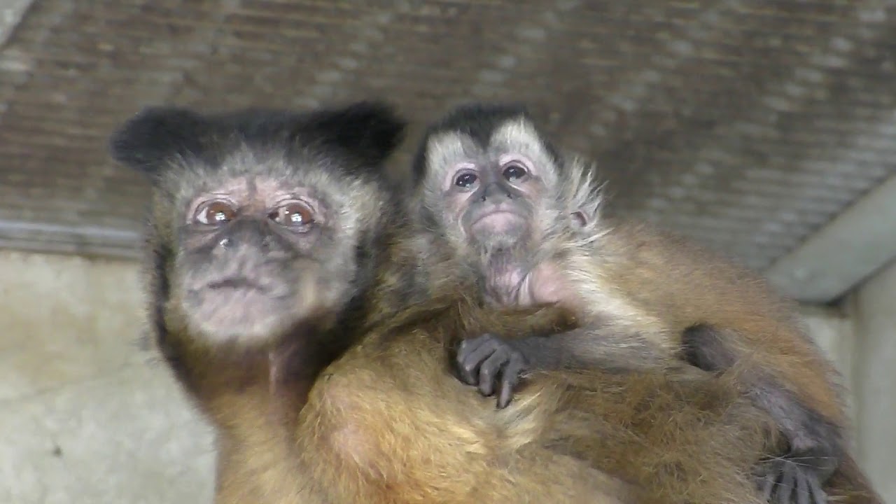A baby tufted capuchin ④ 2018-06-12 ( 19 days old ) - YouTube