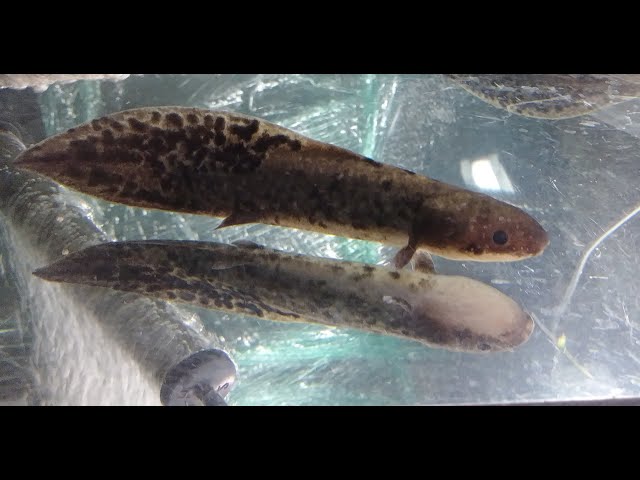 Granddad The Australian Lungfish Youtube Meet Mango, The Australian