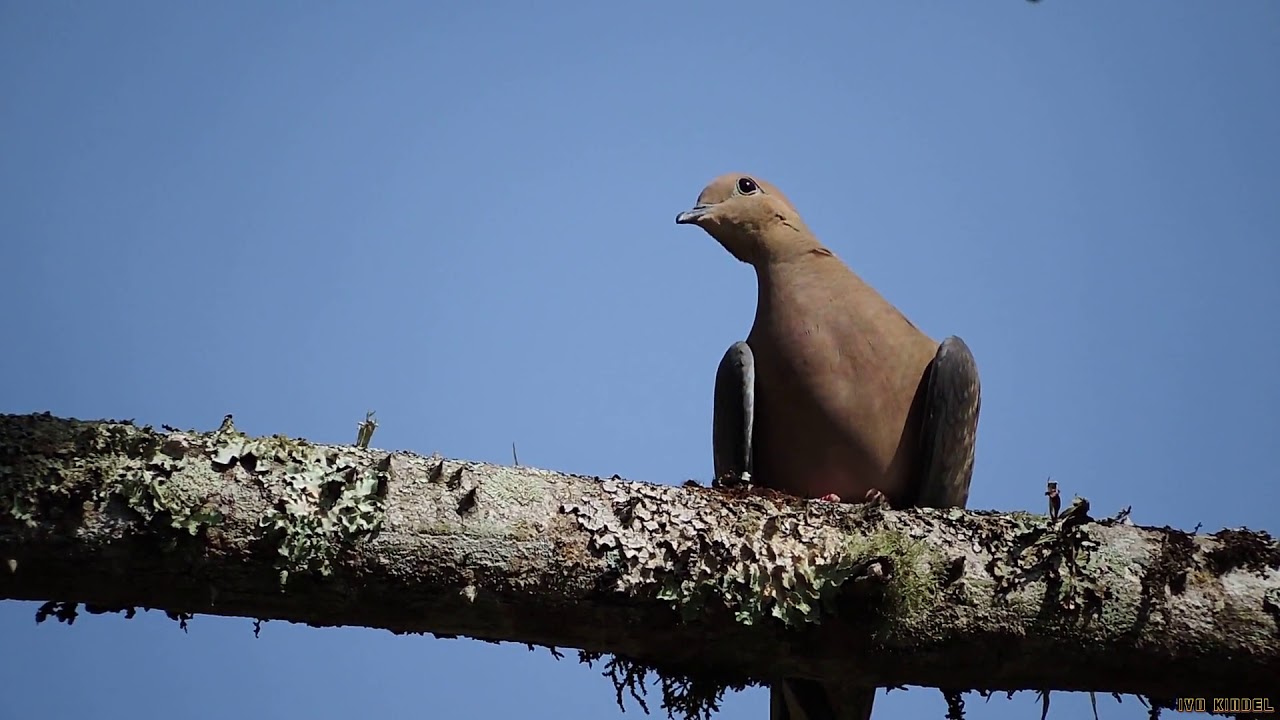 Pomba-de-bando - Zenaida auriculata (Des Murs, 1847) - YouTube