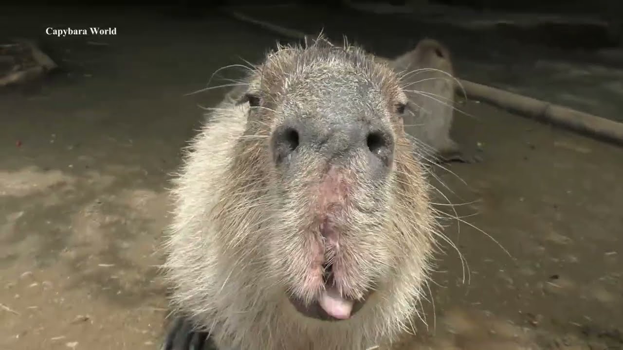 Capybaras Have Learnt That Humans Find Their Tongues Very Cute So They ...