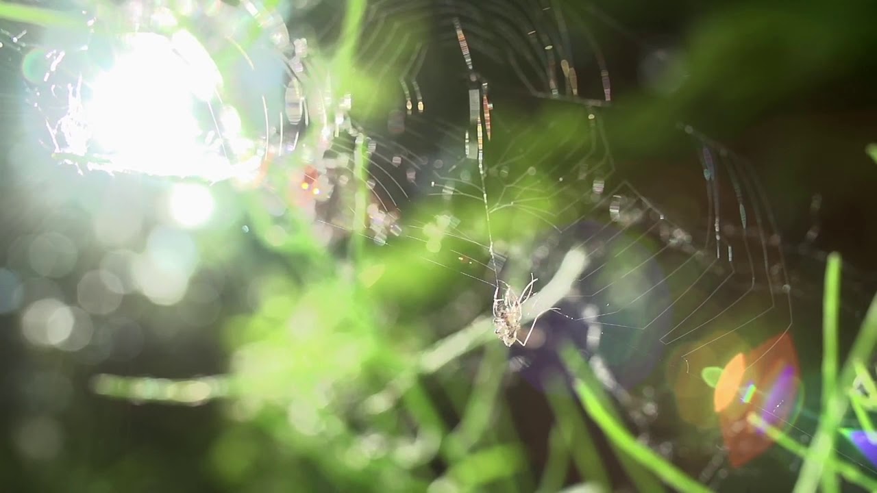Spider, Web, and Fly Free to Use HD Stock Video Footage - YouTube