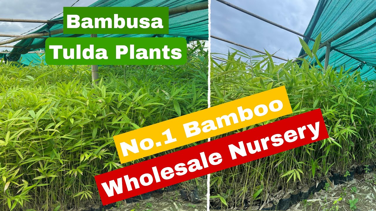 High-Quality Bambusa Tulda Plants at Wholesale Prices | All India ...