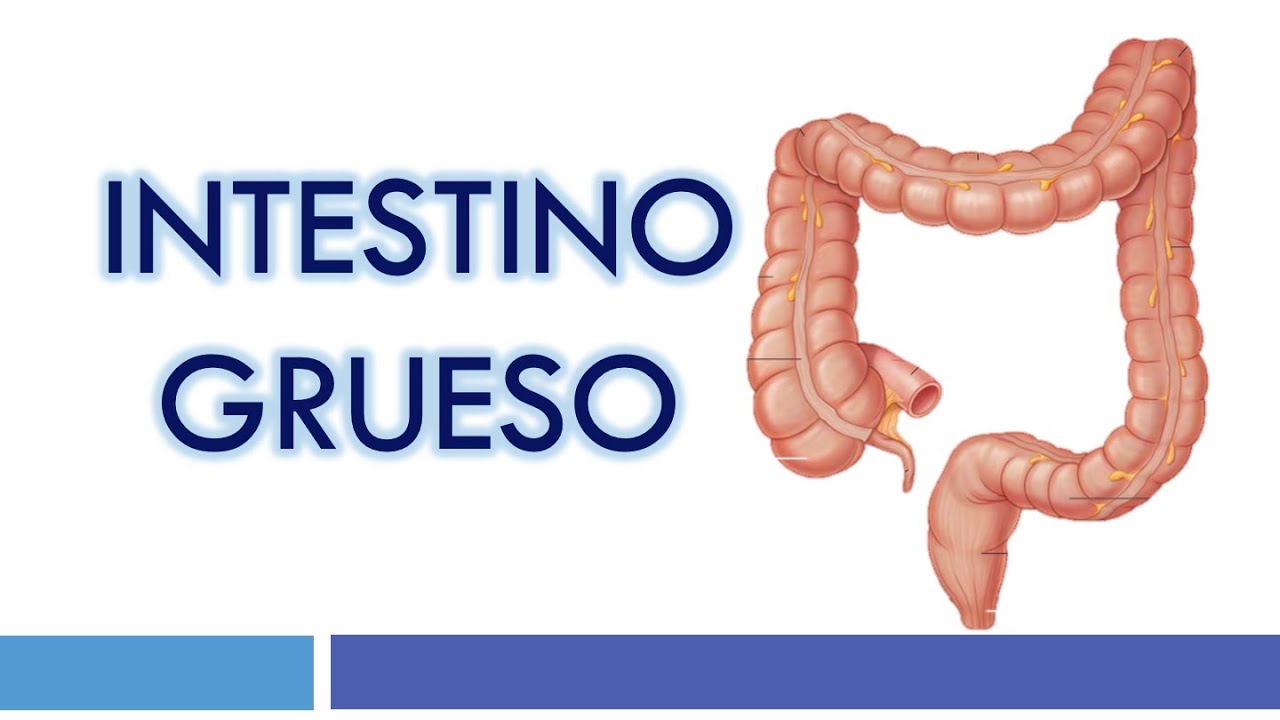 HISTOLOGÍA del INTESTINO GRUESO - YouTube