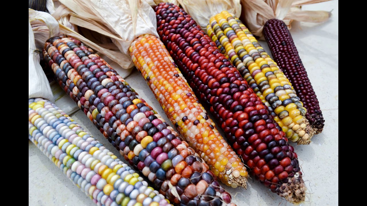 Mandan, Hidatsa, and Arikara - YouTube