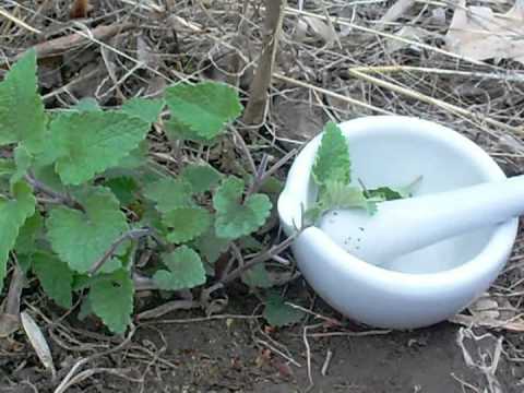 Catnip as a mosquito repellent - YouTube