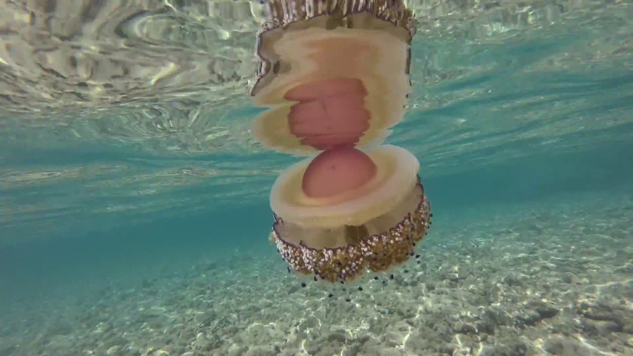 AMAZING JELLYFISH filmed while snorkeling around the island of Crete in ...