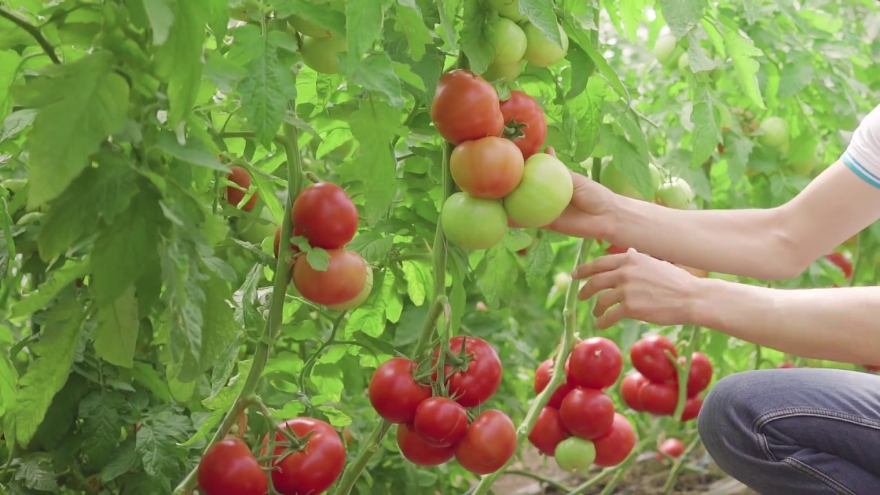 Рожевоплідний гібрид томата селекції Рійк Цваан - Мануса RZ F1 - YouTube