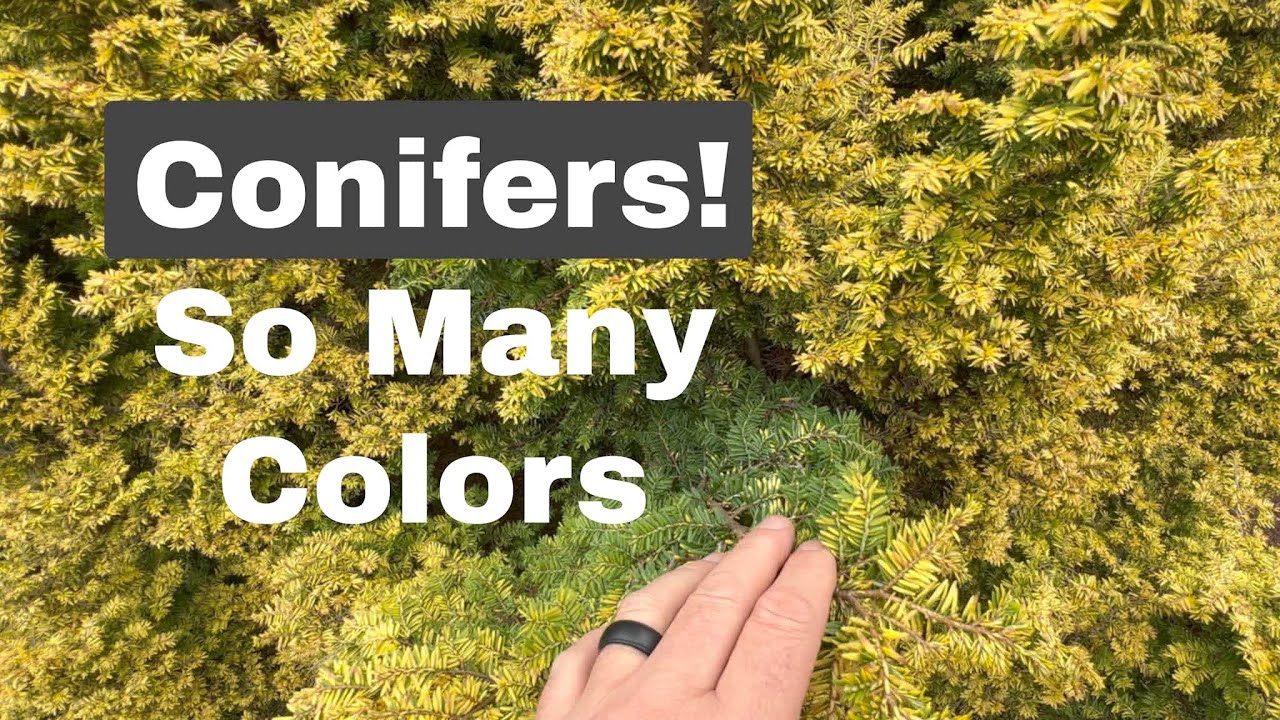 Jean Iseli Memorial Garden Part 2 | Specimen Conifers, Japanese Maples ...