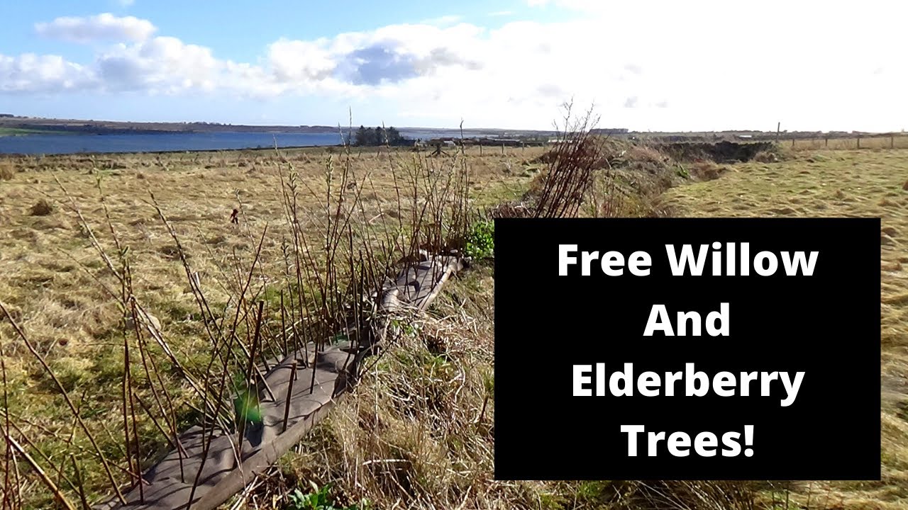 Growing free willow trees on the permaculture swale, planting willow ...