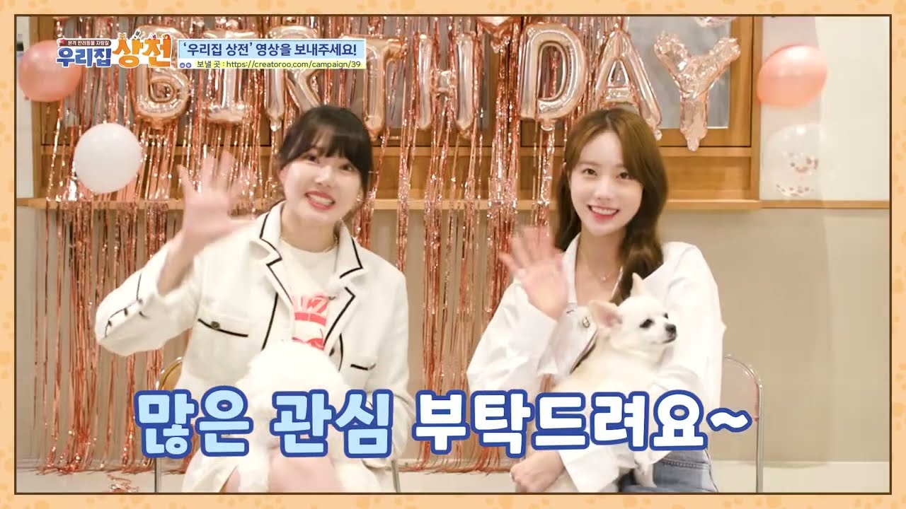 (Boss Pet) Send us the best moments of your boss🐶_ YERIN & LUDA | KBS ...