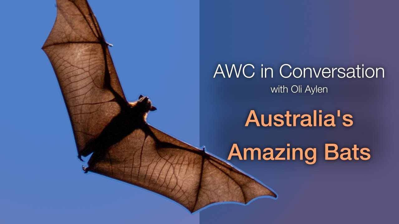 AWC in Conversation: Australia's Amazing Bats with Oli Aylen (S6E5 ...