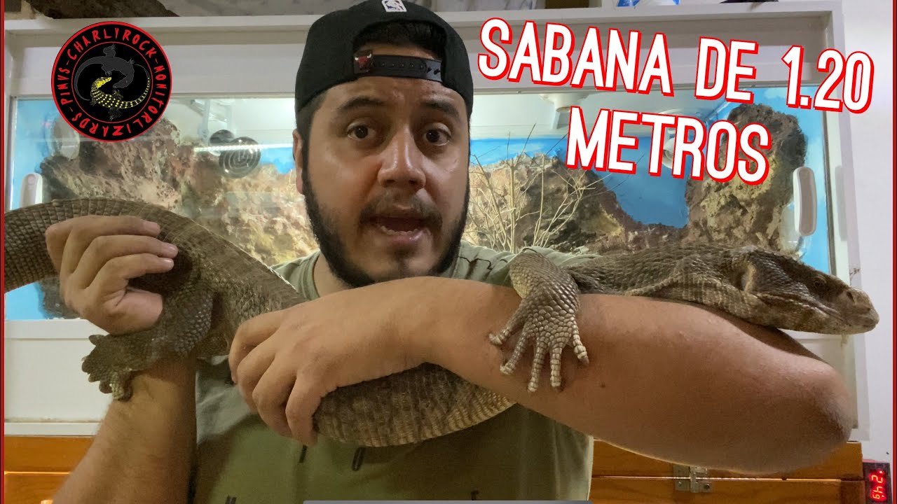 EL VARANO DE LA SABANA PARA PRINCIPIANTES?? 🤔🤔🤔 - YouTube