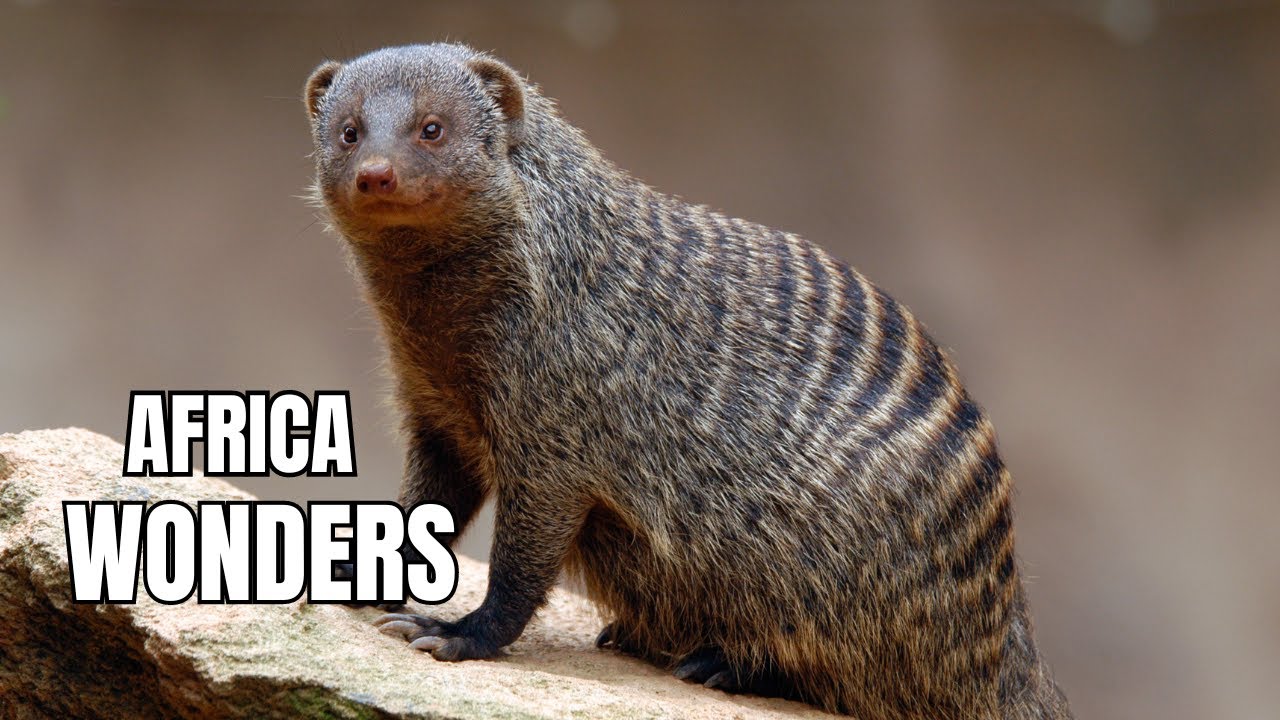 Army Of Mongoose United To Survive in Wilderness | Epic Wildlife ...
