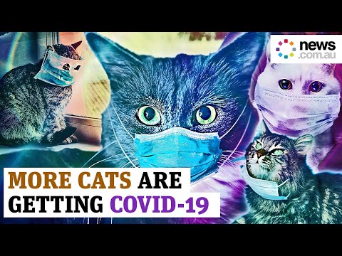 COVID-19: More cats are infected than previously thought