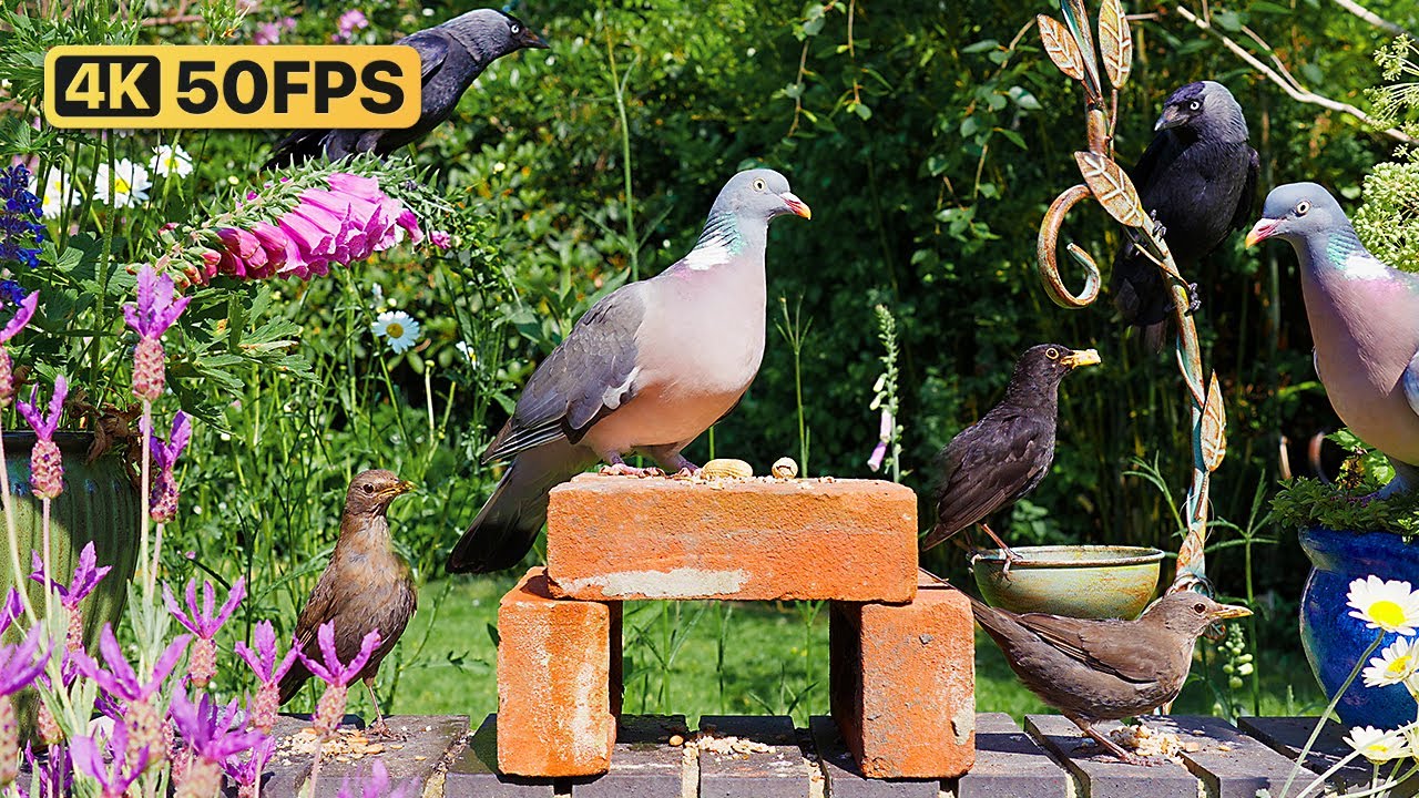 Cat TV for Cats to Watch 😸 Birds & Squirrels Eat as Sun Sets 🐿 Bird ...