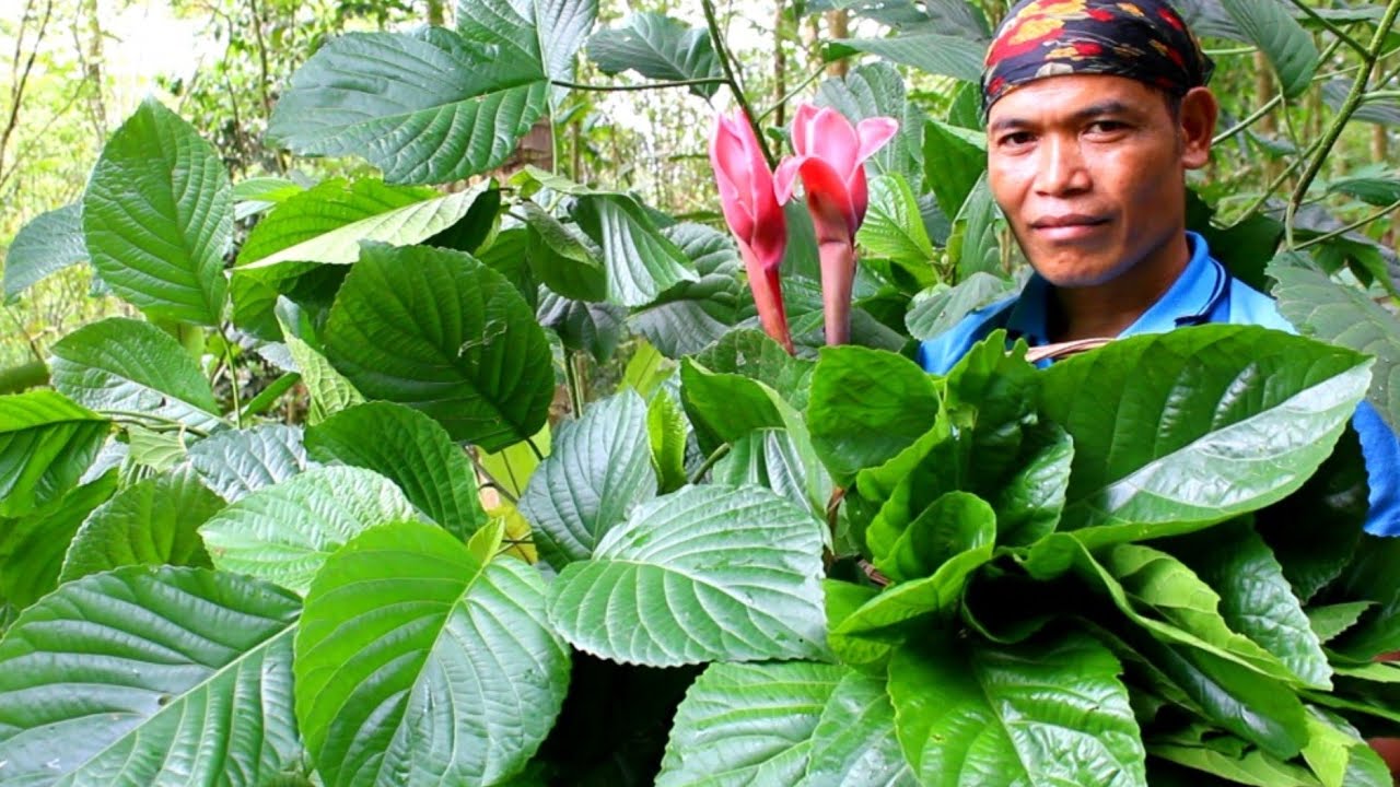 Ompyang'' daun talingkup ketupuk bunga combrang bakwan udang - YouTube