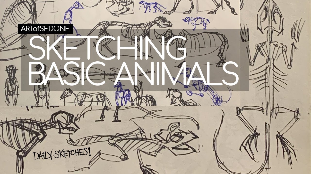 Sketching Basic Animals - YouTube