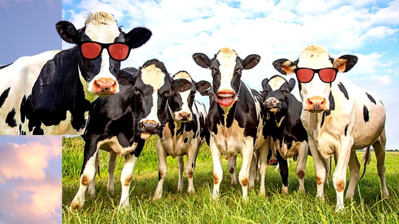 Cow Mooing videos, Cow Sound, Cow Farm, #cowlover #cowbell - YouTube