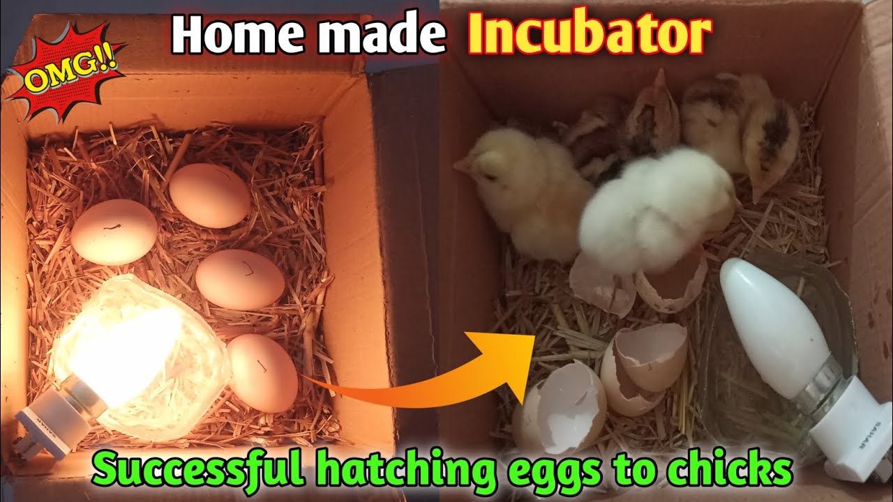 How to make Incubator at home|How to hatching eggs with home made ...