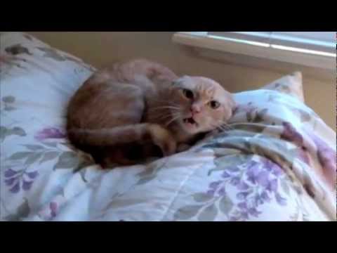Psycho Kitty - YouTube