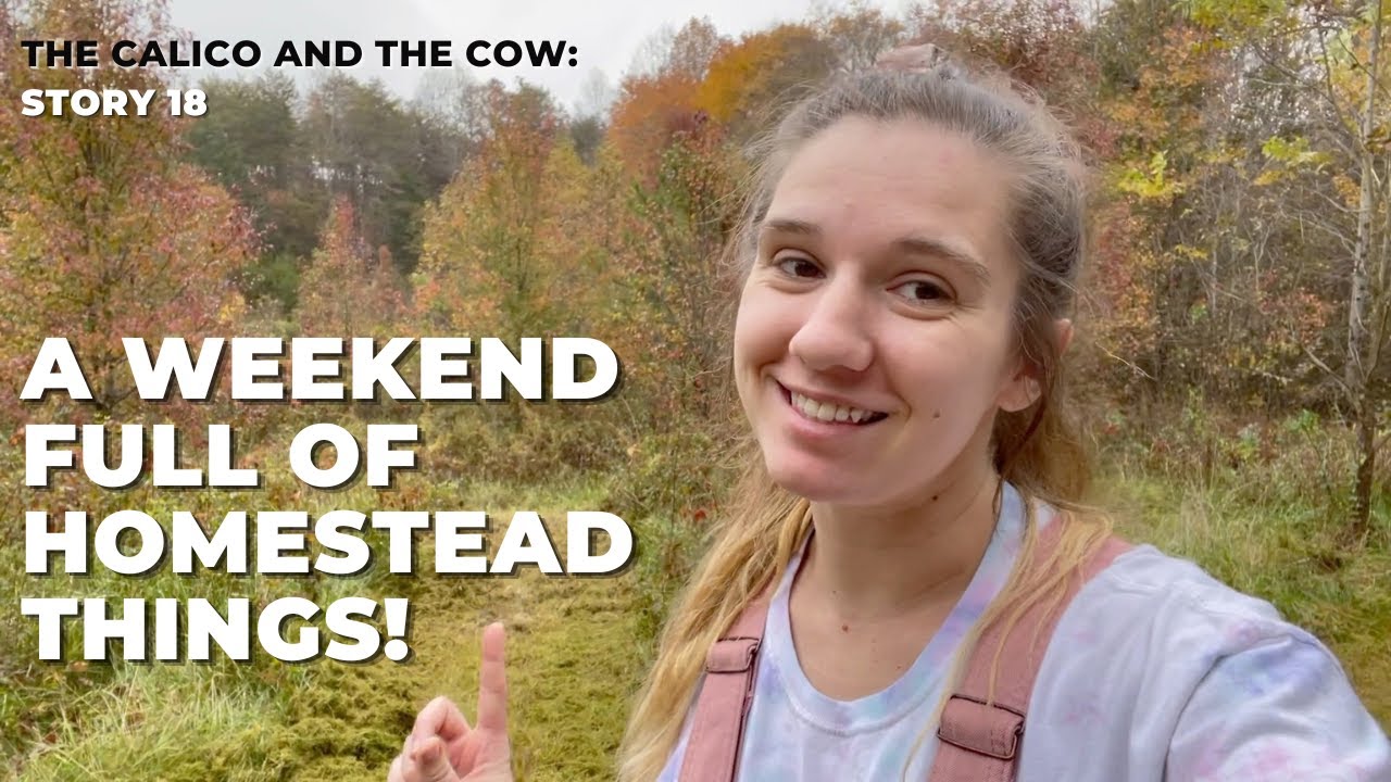 Weekend in the Life on our NEW Homestead | Revitalizing an Old Horse ...