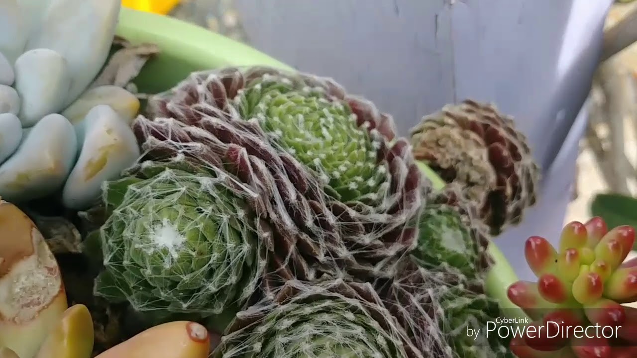 🌴Tour of Laura Eubanks Succulent Paradise🌴 - YouTube