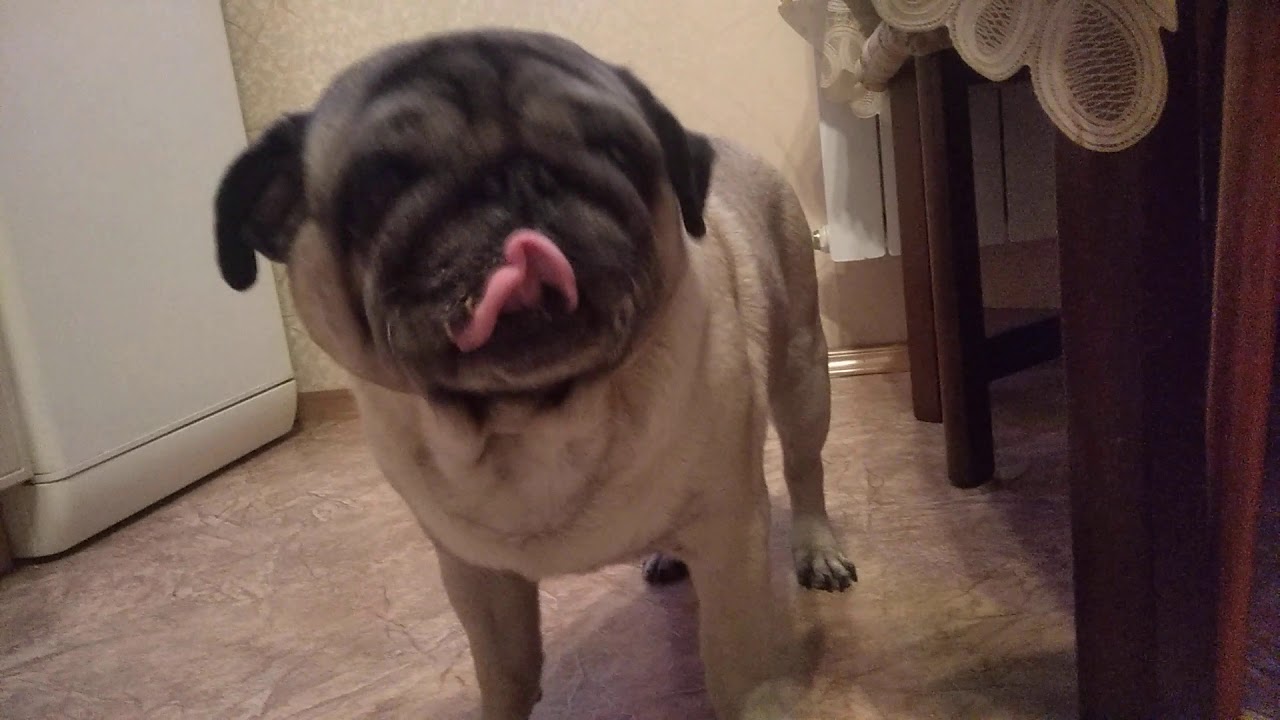 PUG eats cheese. Happy new year:) - YouTube