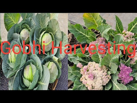 Cauliflower Harvesting organic Terrace Garden/Kitchen Garden/Full nd ...
