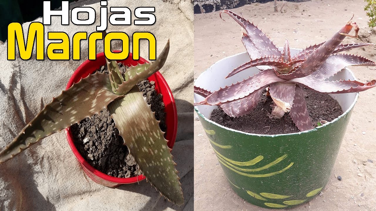 🌱Por qué se pone el ALOE VERA o SABILA Marrón | Como REVIVIR una Sabila ...