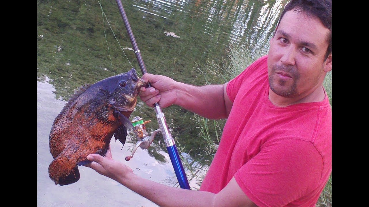 Giant Oscar Fish