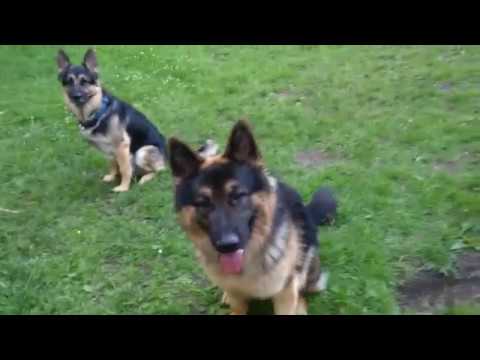 King Shepherd vs. German Shepherd - Size and Strength Comparison 2016 ...