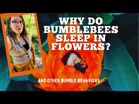 How to Tell the Difference Between Male and Female Bumblebees Friendly ...