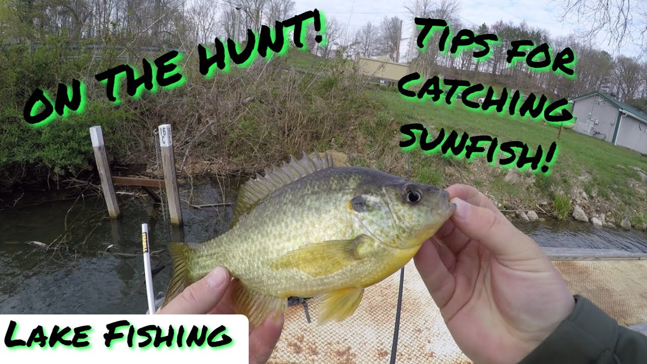 Searching for TROPHY Sunfish at Lake Logan, Ohio - YouTube