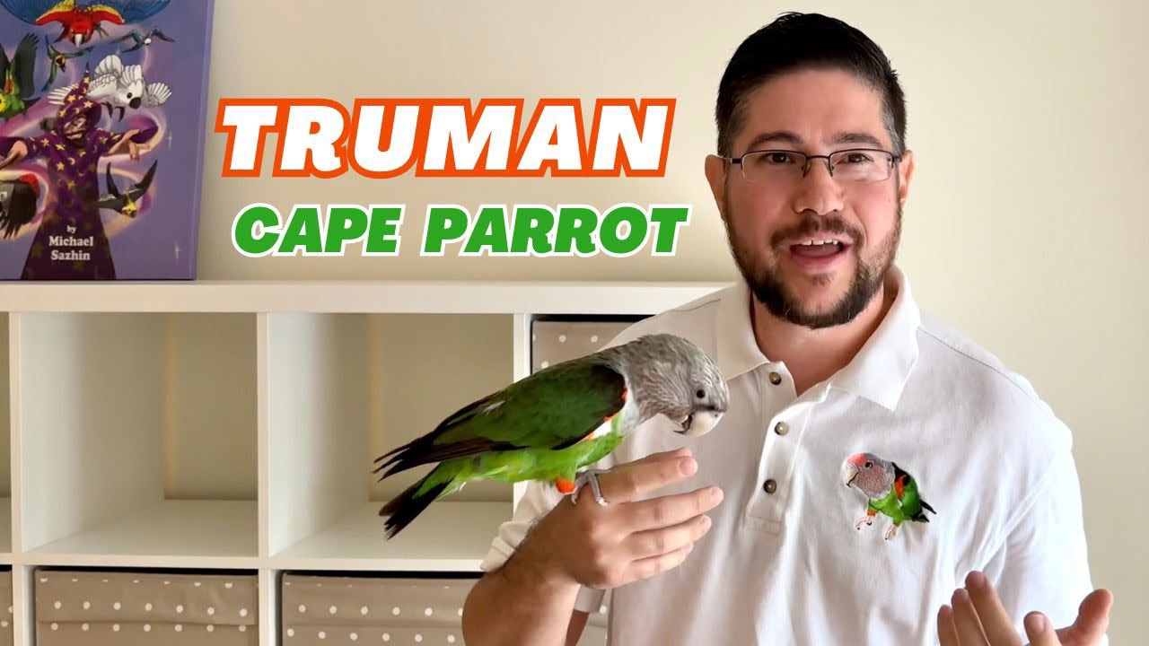 Truman Cape Parrot Story - YouTube