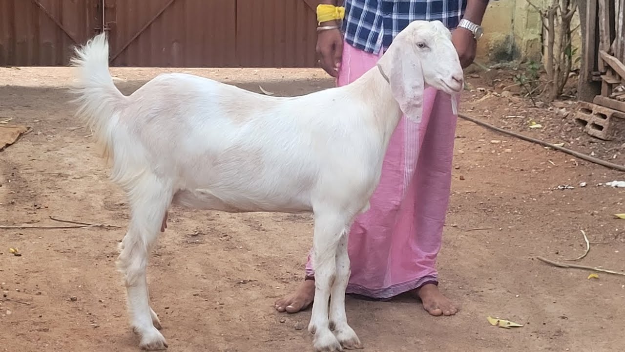 Goat 37... 🥳heatku 💕💝vanthuruchu💞💝#goatfarming #vgf #erode #viral # ...