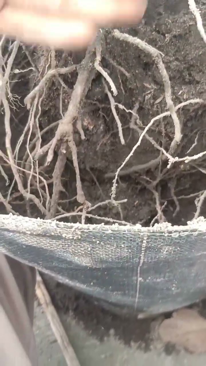 pruning akar anggur #gardening #tabulampotanggur #anggur #garden - YouTube