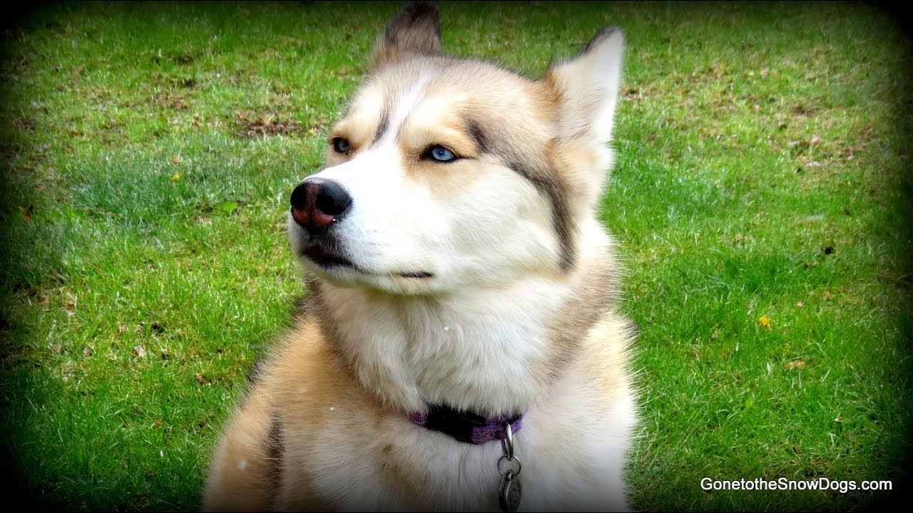 Shelby the Husky Houdini Master of Escape FAN FRIDAY #105 - YouTube