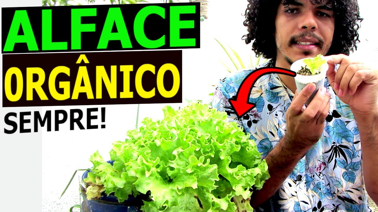 Colheita e Plantio de Alface Orgânica em Balde: Guia Completo para um ...