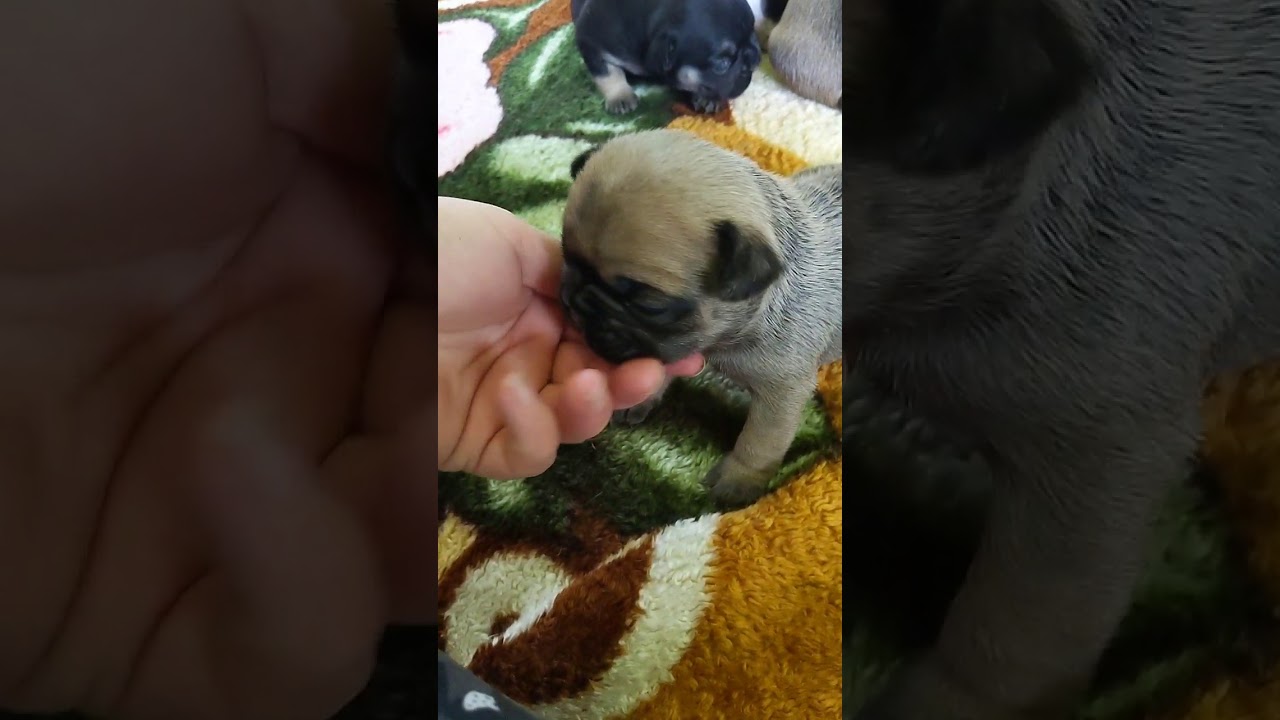 Frenchie babies 2 week update ️ - YouTube