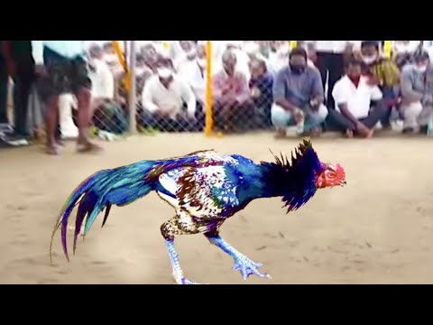 MY aseel farm information - YouTube