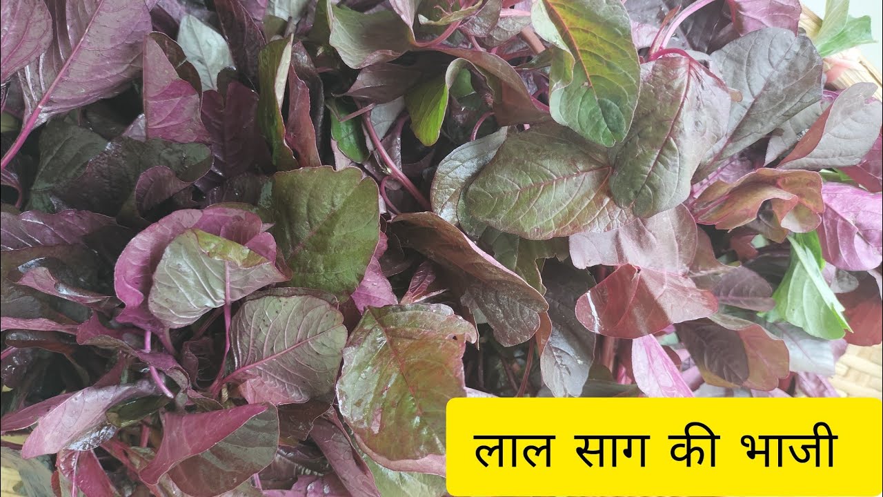लाल साग की भाजी /Lal Sag Recipe/ Healthy Lal Sag Recipe/Richest Source ...