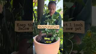 The right way to pot your citrus tree 🍊🪴 #gardening #plants #howto