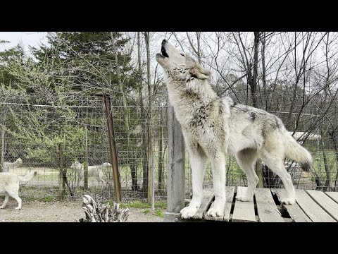 Howling at Wolfdogs at Howling Woods Farm in New Jersey [With subtitles ...