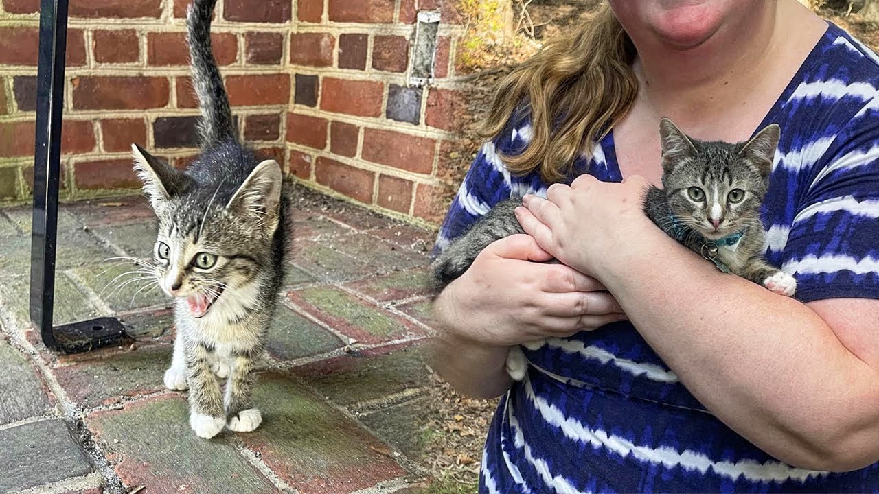 Stray Kitten Living At Bus Stop Begs Riders To Take Him Home - YouTube
