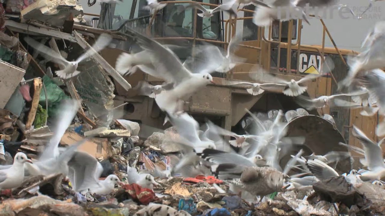 Truck dumping rubbish at landfill site with mixed flock of gulls ...