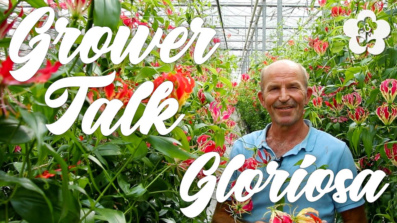 Grower Talk: Gloriosa Grower Willem Brouwer (The Process Behind the ...