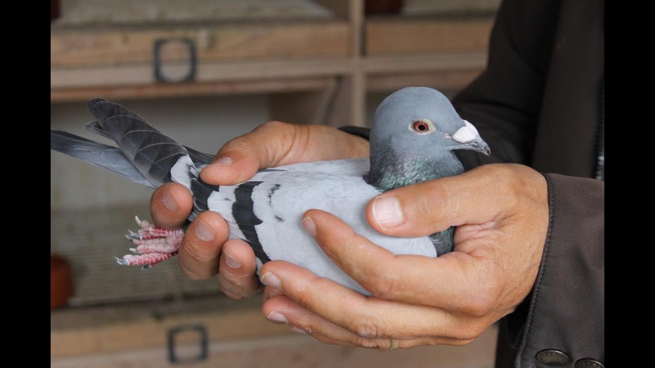 Pigeon-Master : Manuel Delmotte - YouTube
