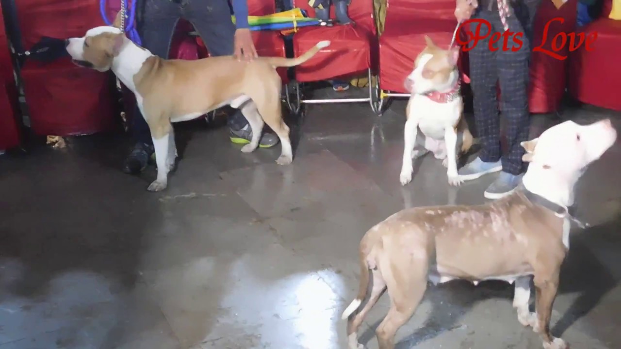 Pakistani bully Kutta || Pakistani Bully Dog Best Performance In Dog ...