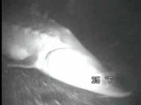Sturgeon in the Connecticut River - YouTube